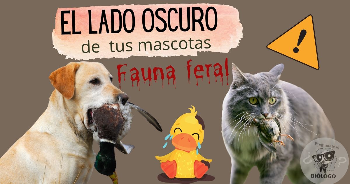 La fauna feral – El lado oscuro de los perros y gatos - Pregúntale al ...