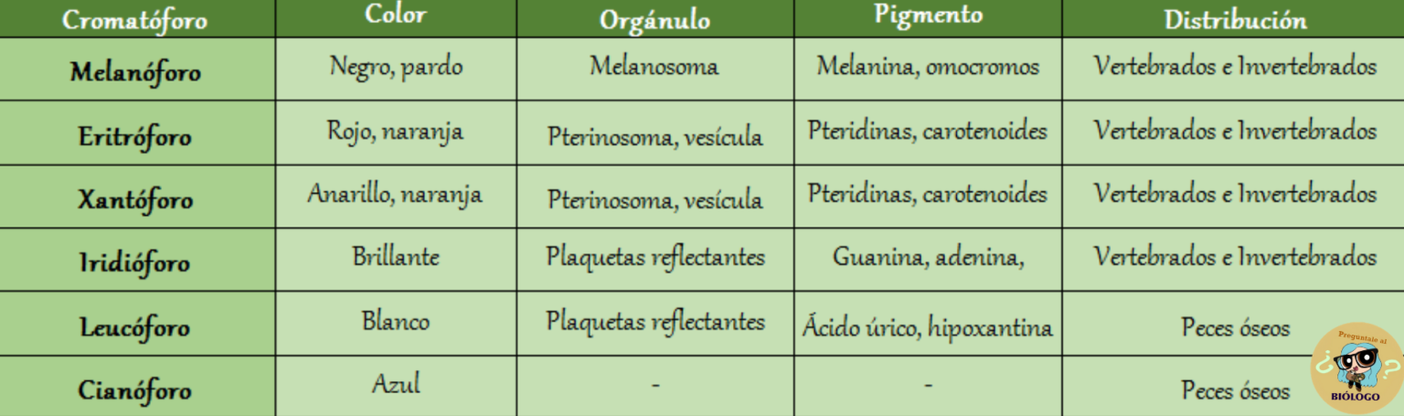 ¿Cómo cambian los animales de color? - Pregúntale al Biólogo