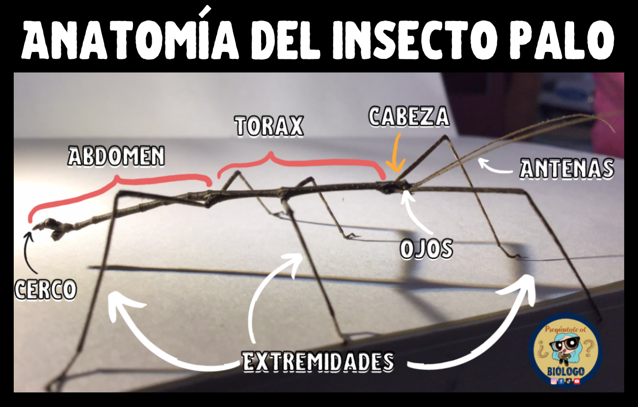 Los insectos palo en México - Pregúntale al Biólogo