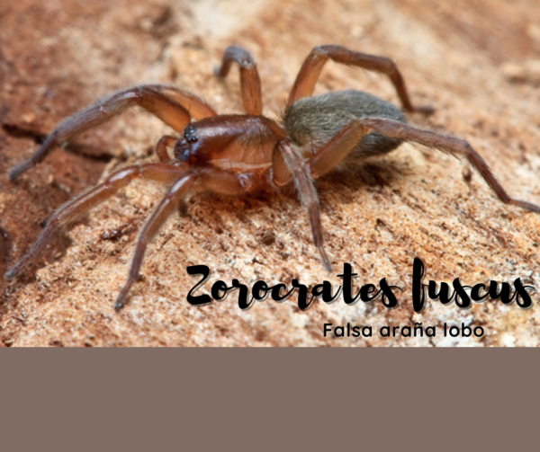 8 arañas que parecen mortales pero son inofensivas - Pregúntale al Biólogo